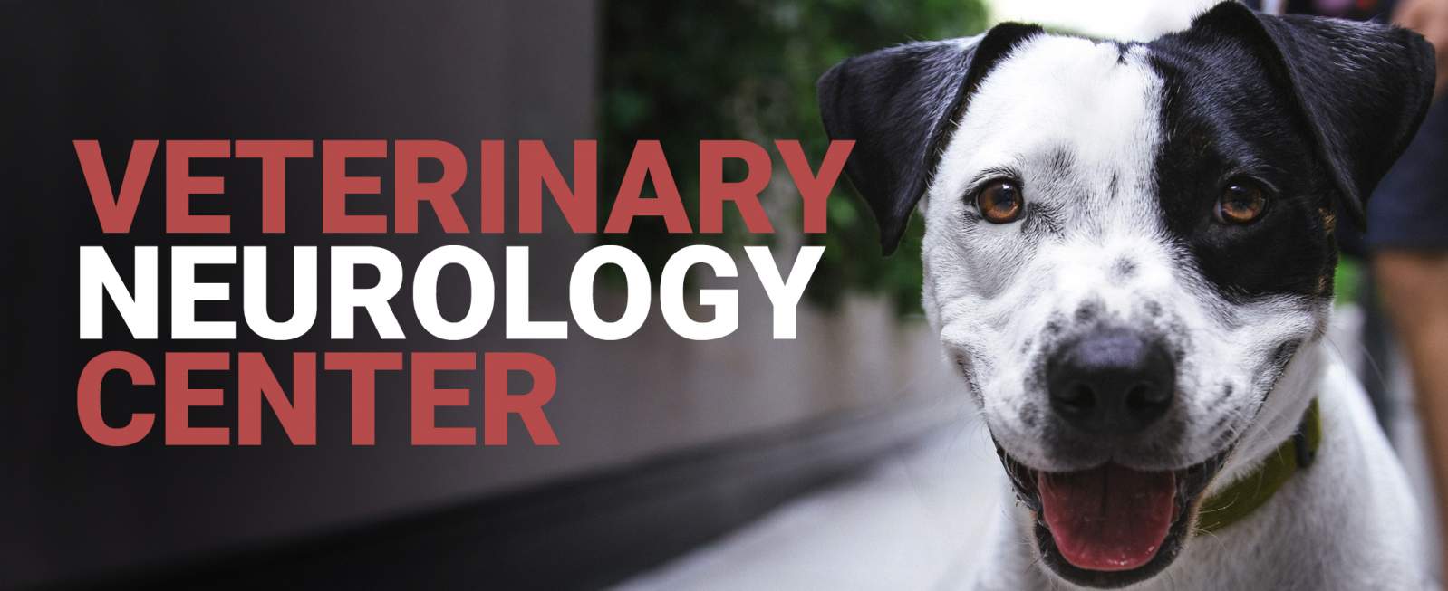 Veterinary Neurology Center | Orange County, CA